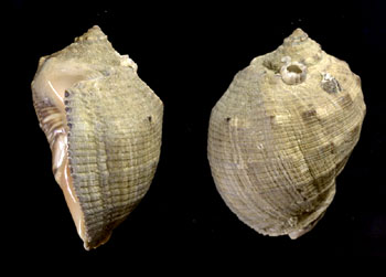 骨螺总科 Muricacea 蓝色动物学（中国动物学科普）